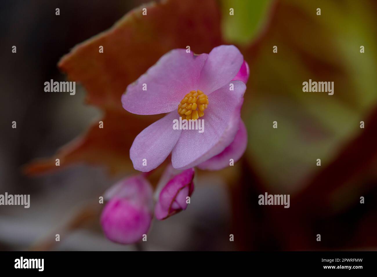Begonia has a pink inflorescence in the beautiful nature Stock Photo ...