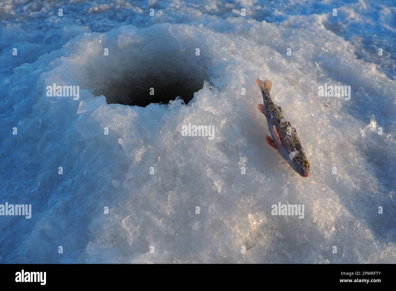 Frozen small perch on snow ice. Catch caught during winter fishing ...