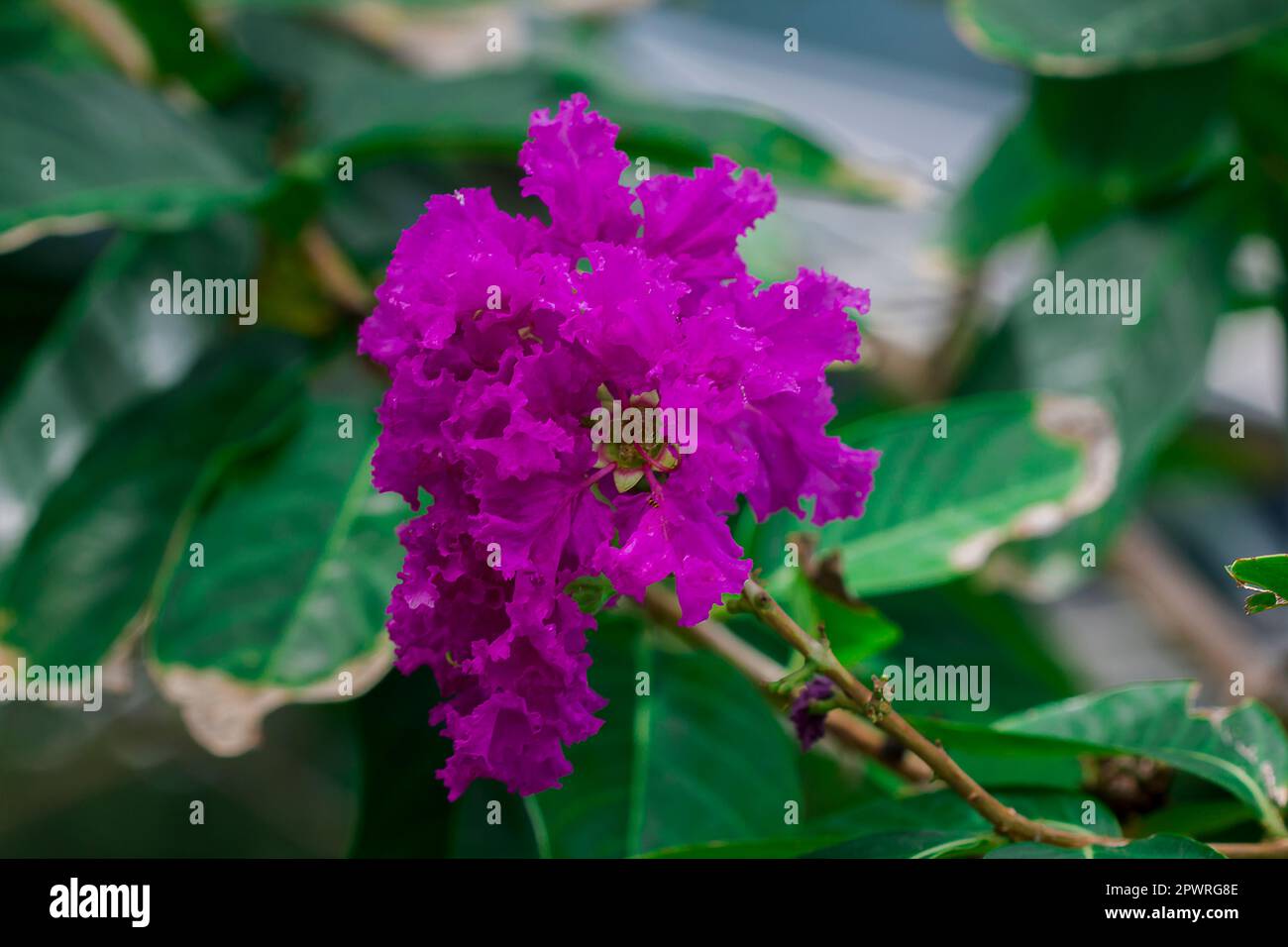 Lagerstroemia floribunda jack beautiful hi-res stock photography and ...