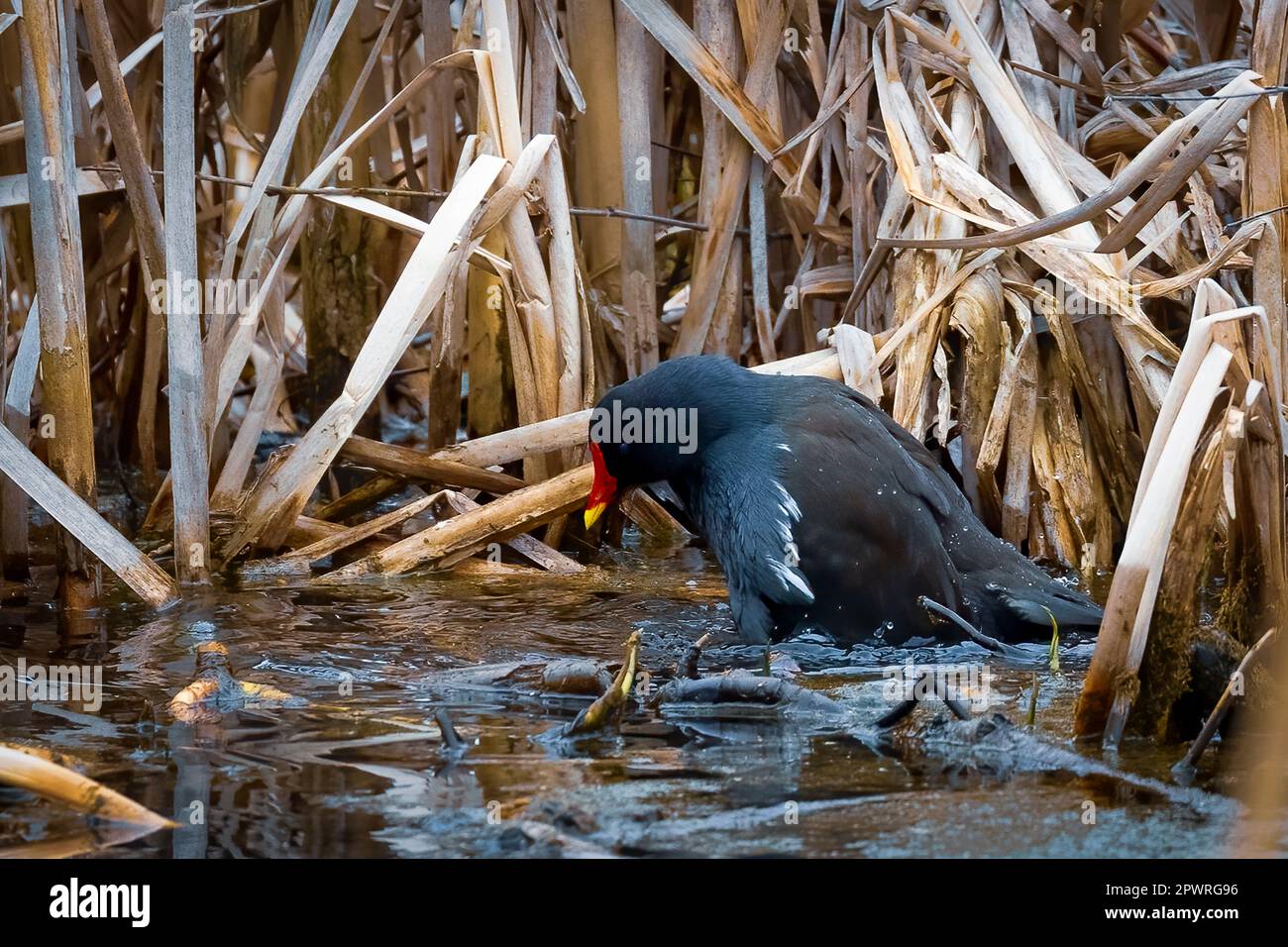 Species moorhen hi-res stock photography and images - Alamy