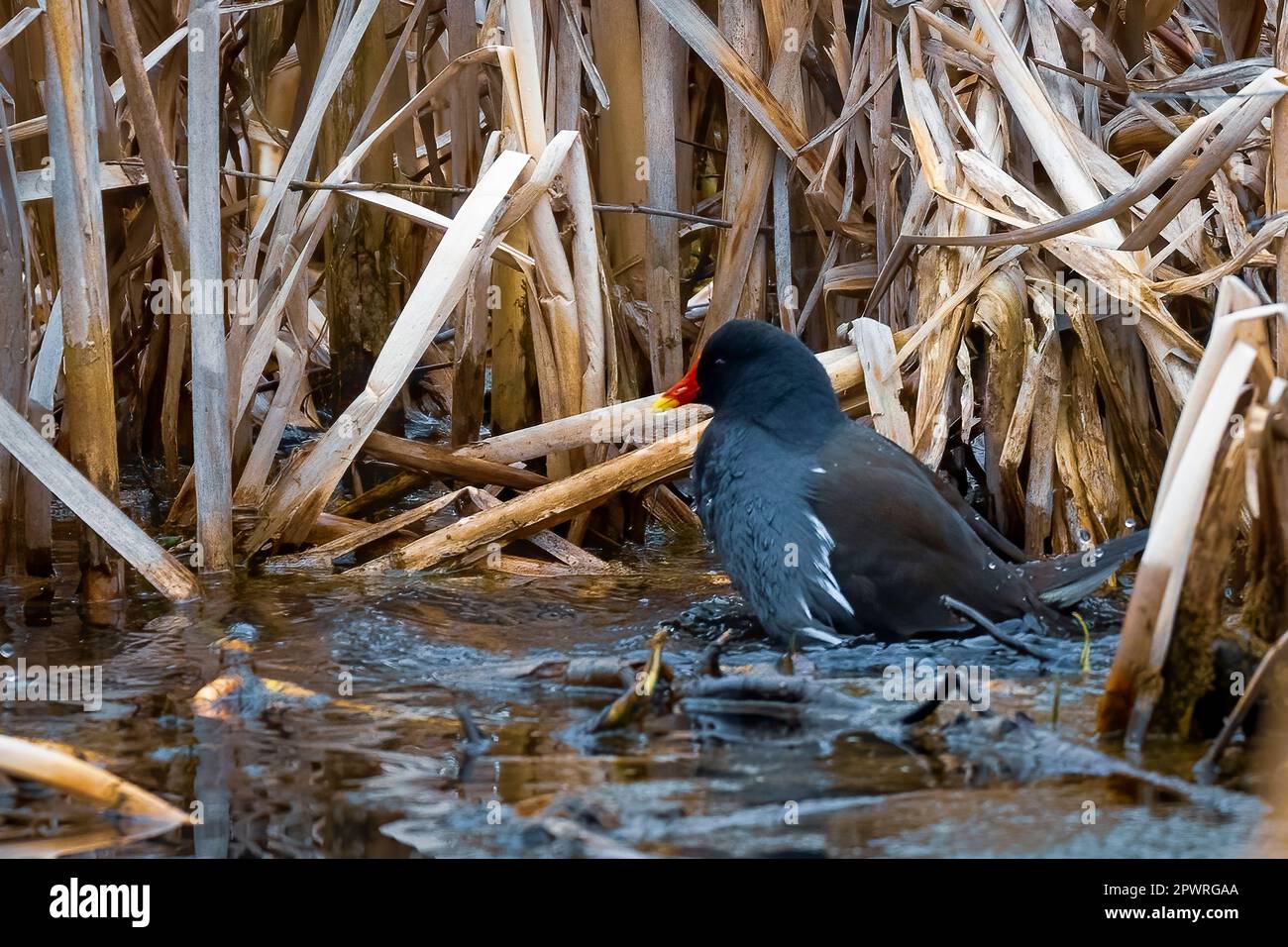 Common moorhen bird species hi-res stock photography and images - Alamy