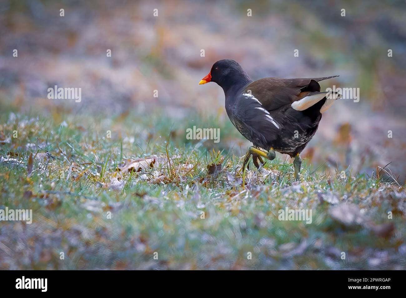 Species moorhen hi-res stock photography and images - Alamy
