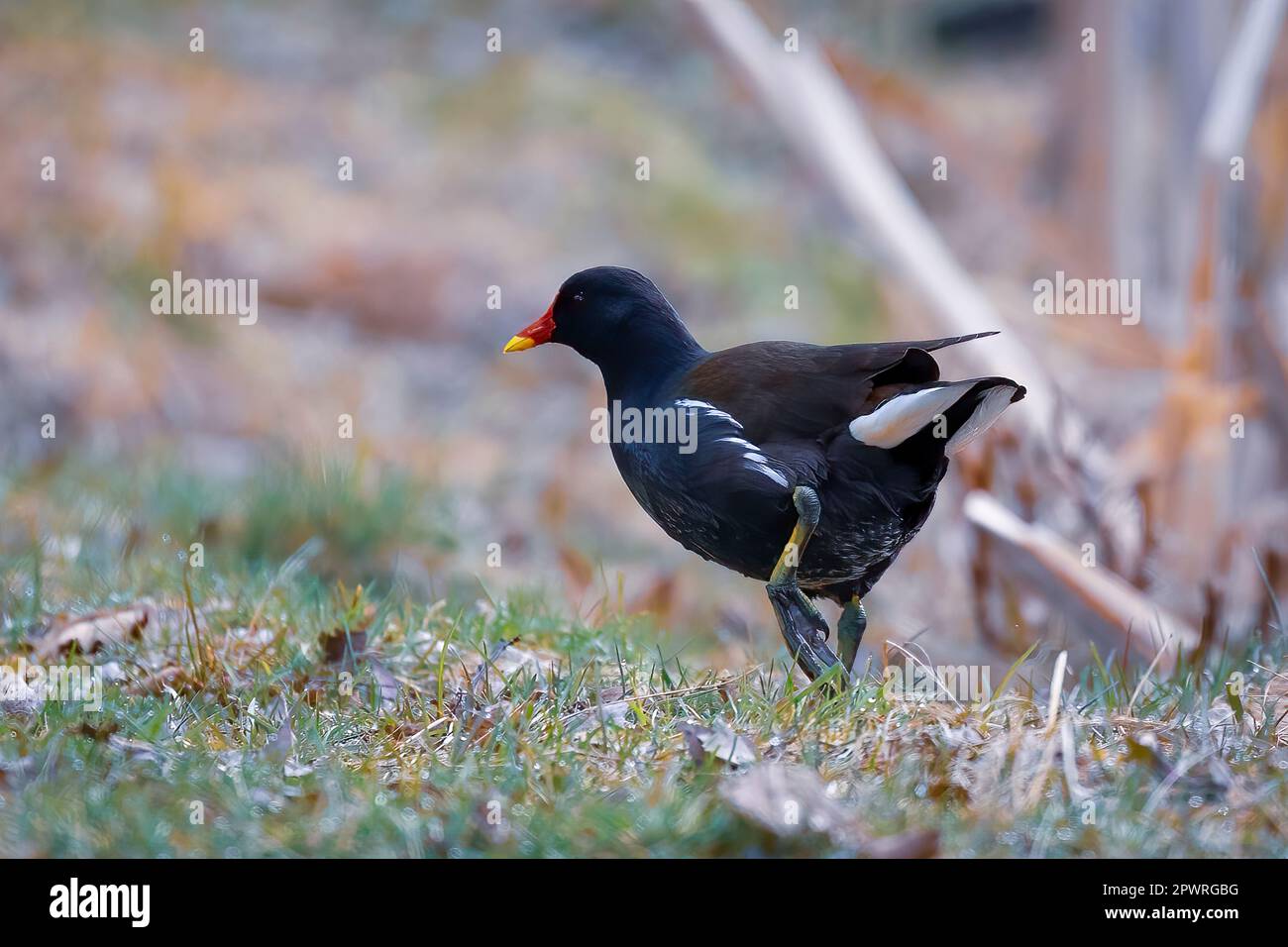 The Common Moorhen looking for food Stock Photo - Alamy