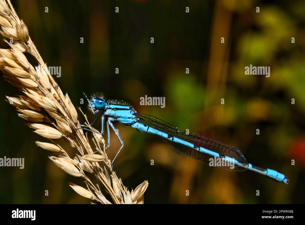 A view of a small pitch dragonfly in natural habitat Stock Photo - Alamy