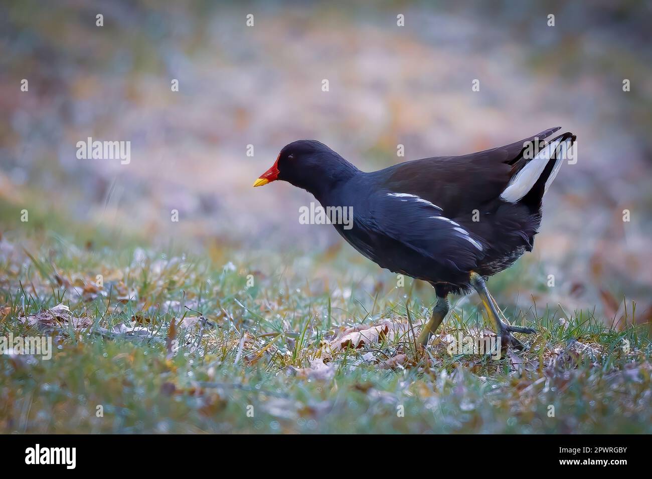 Species moorhen hi-res stock photography and images - Alamy