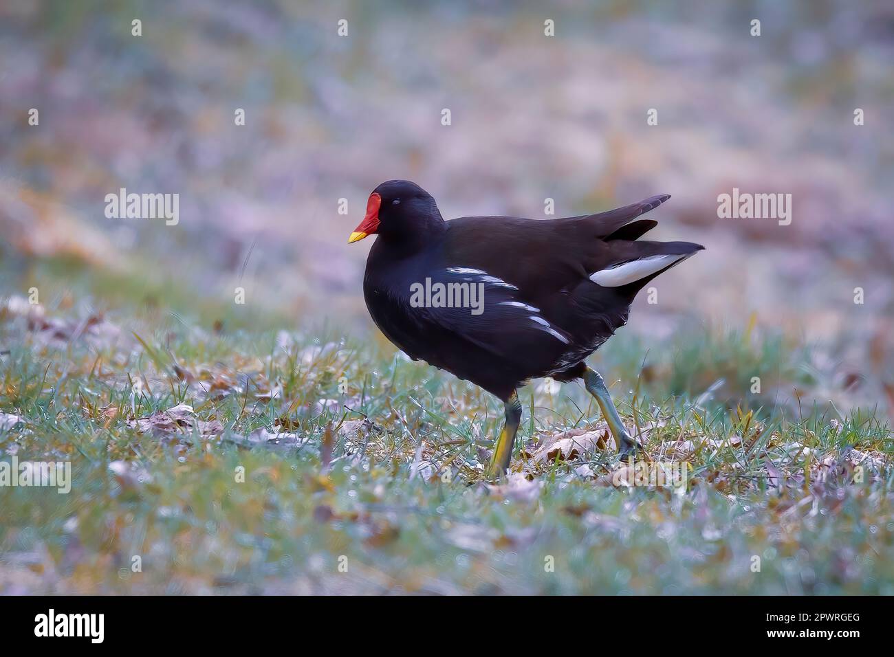 The Common Moorhen looking for food Stock Photo - Alamy