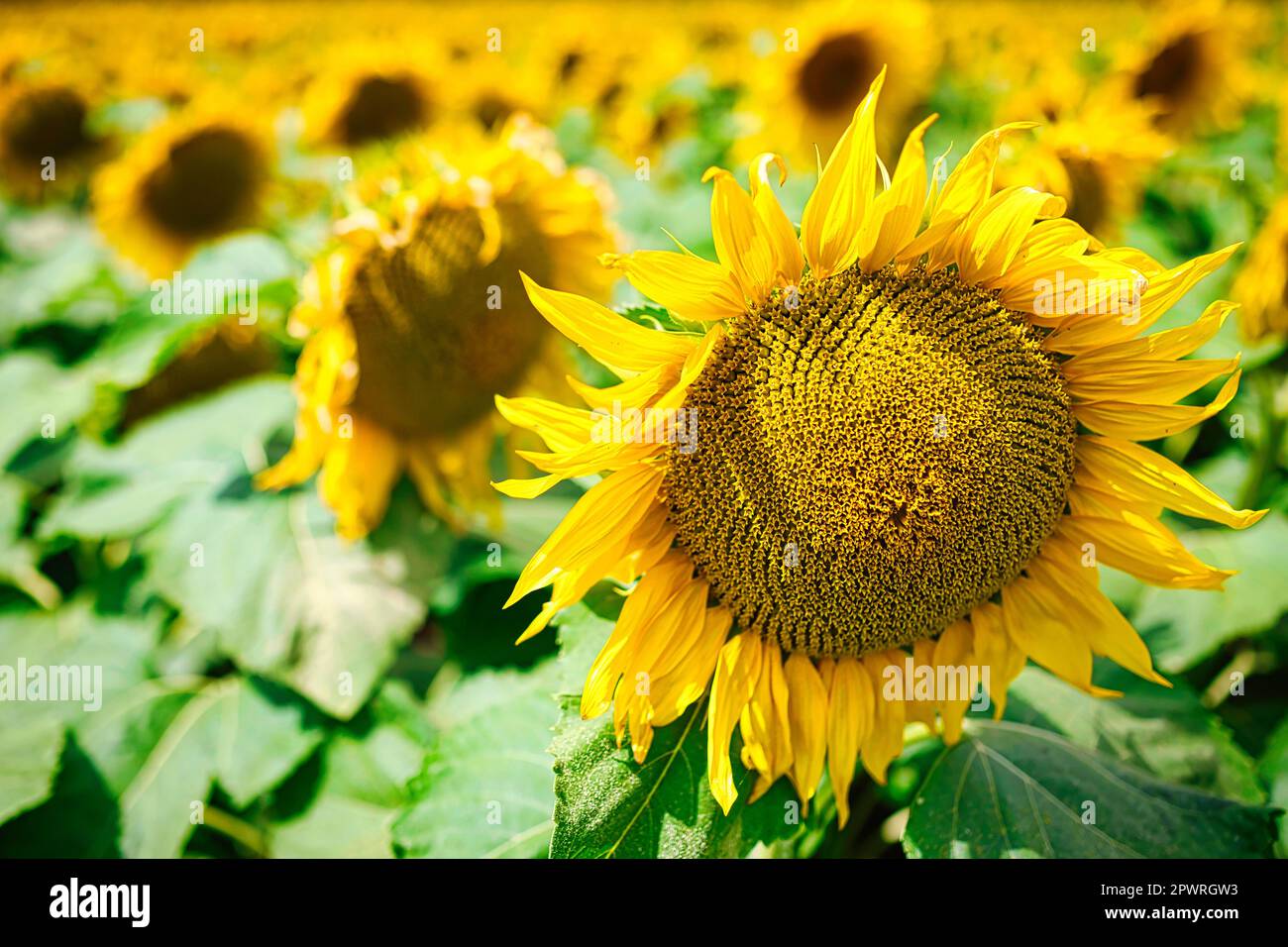 Sunflowers in a field in nice summer weather Stock Photo - Alamy