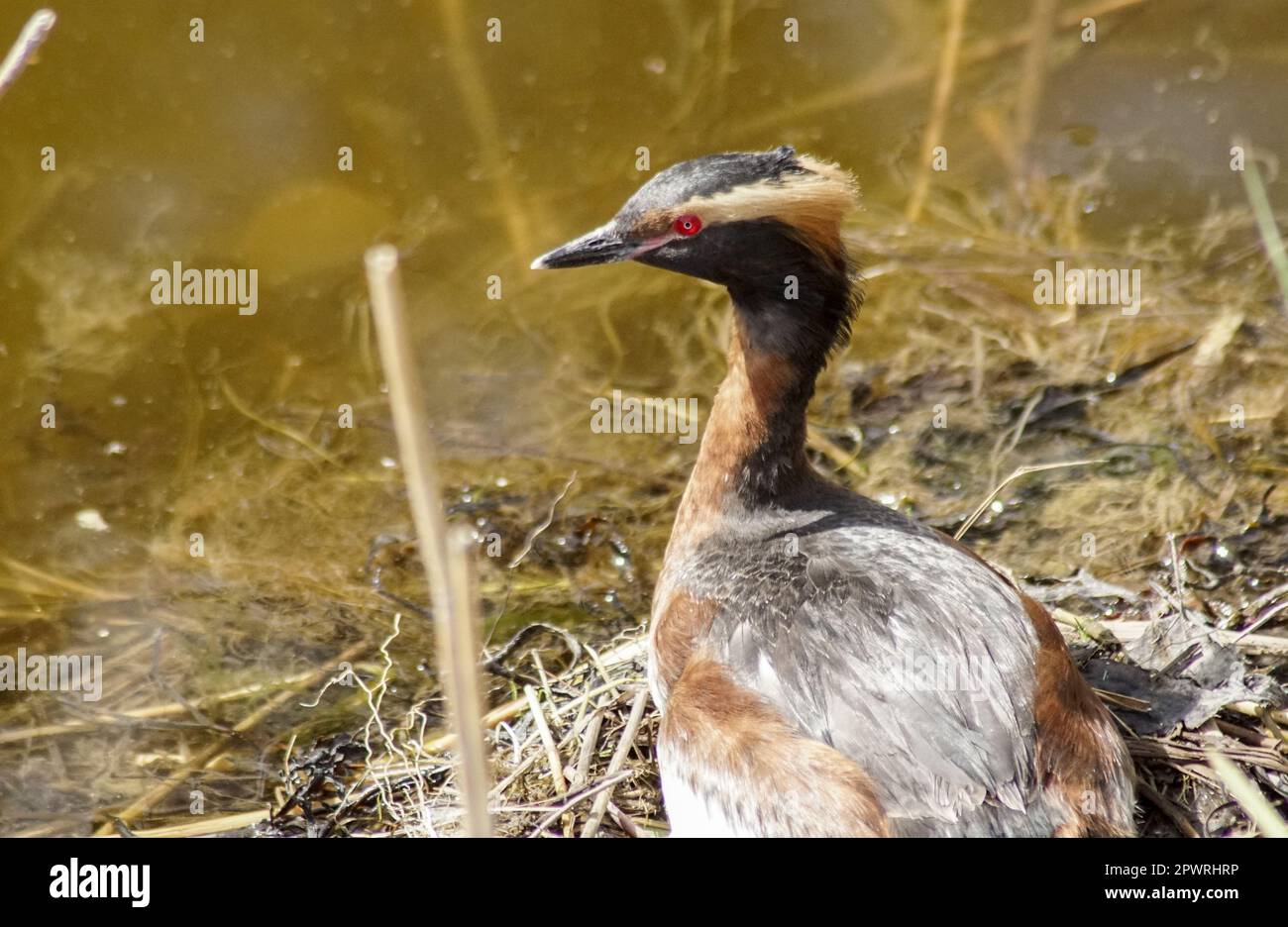 Crebe hi-res stock photography and images - Alamy