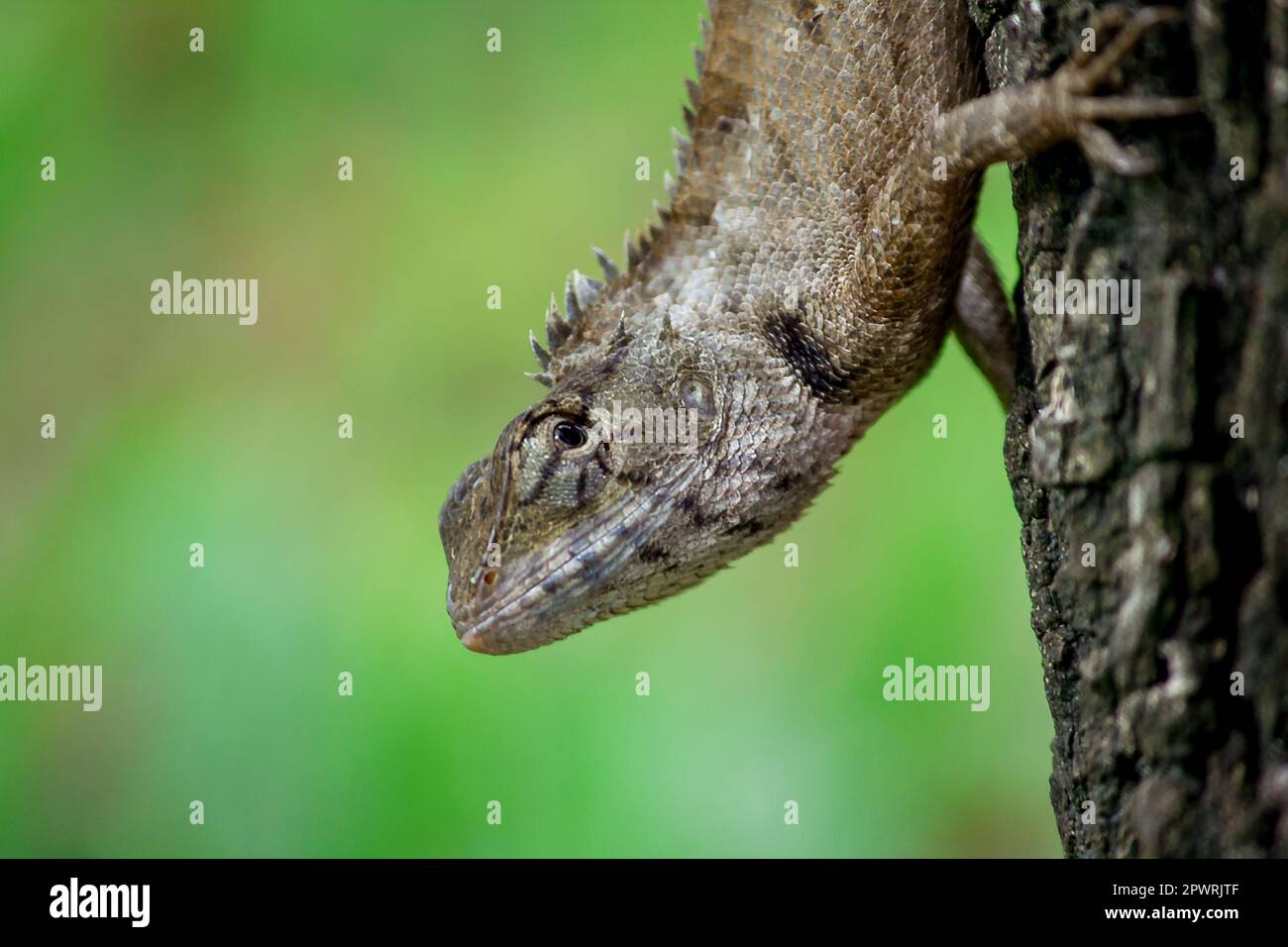 A lizard is climbing on a tree Stock Photo - Alamy