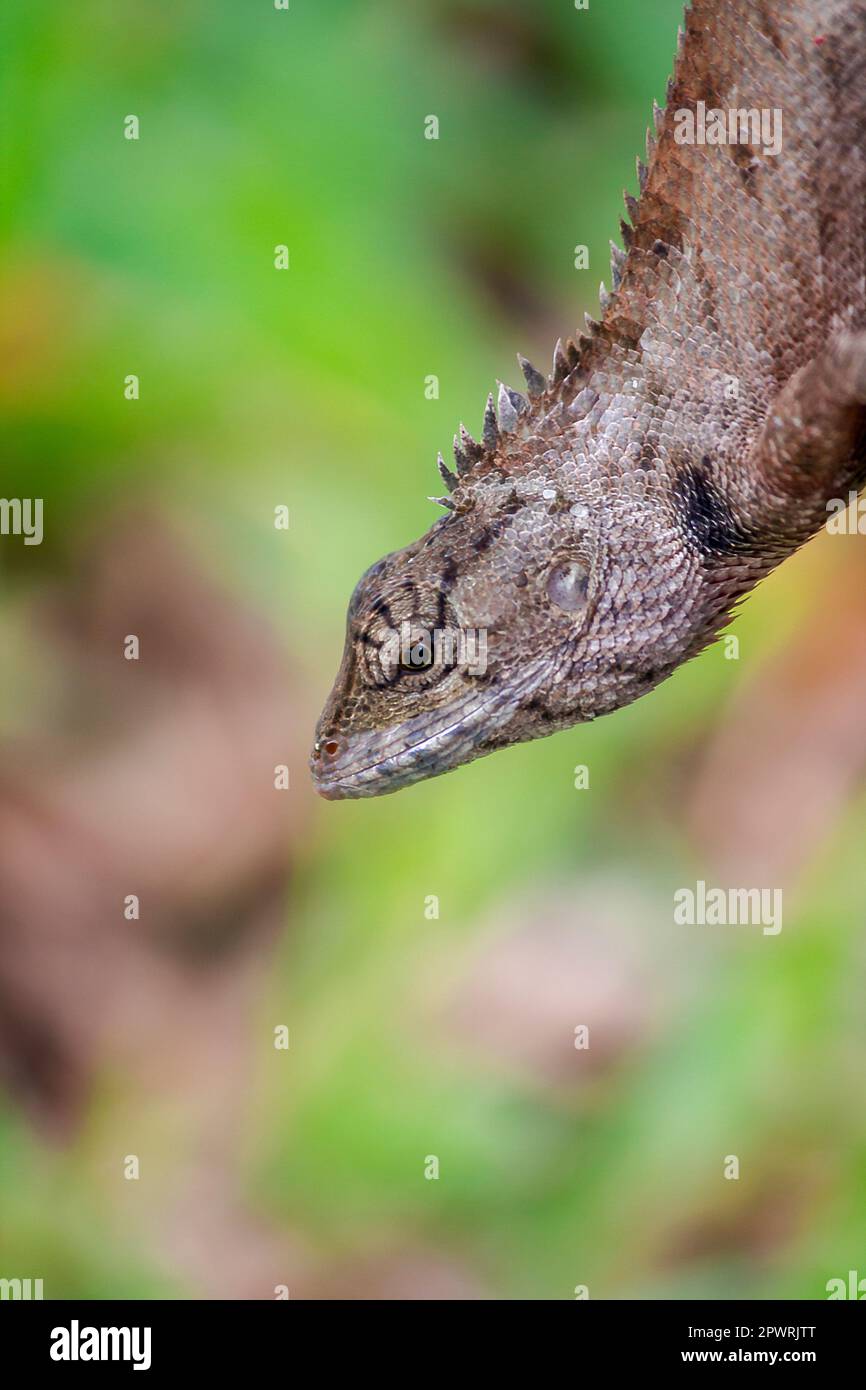A lizard is climbing on a tree Stock Photo - Alamy