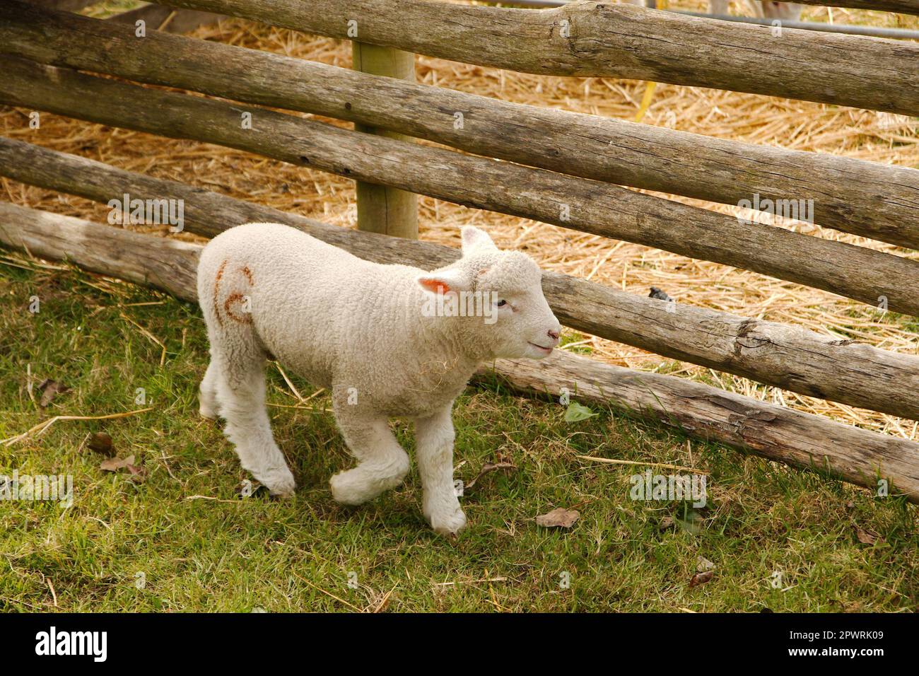 A single lamb walking in a British farm paddock Stock Photo - Alamy