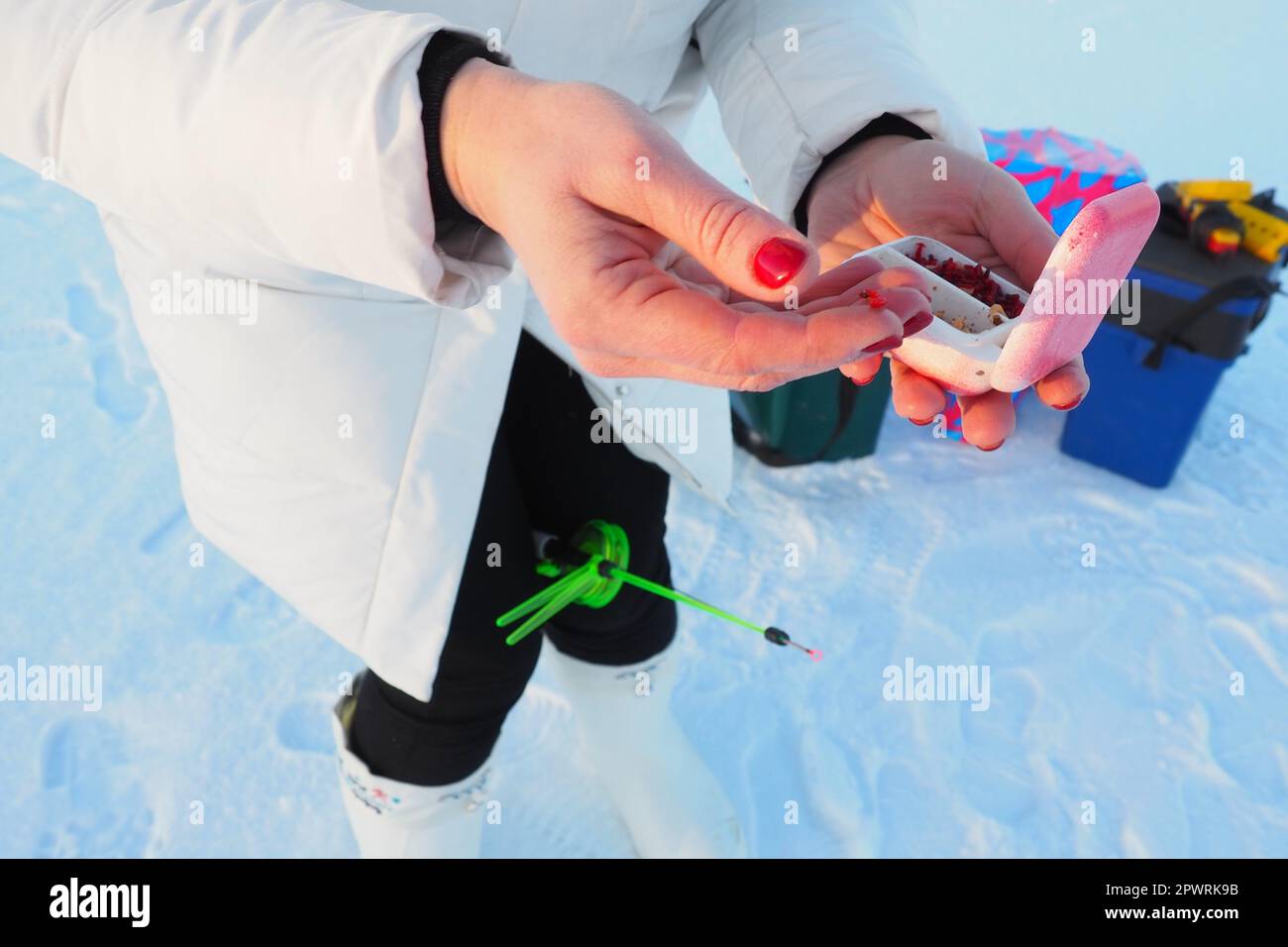 Live bloodworm in a box container. Red worms for winter fishing. A ...