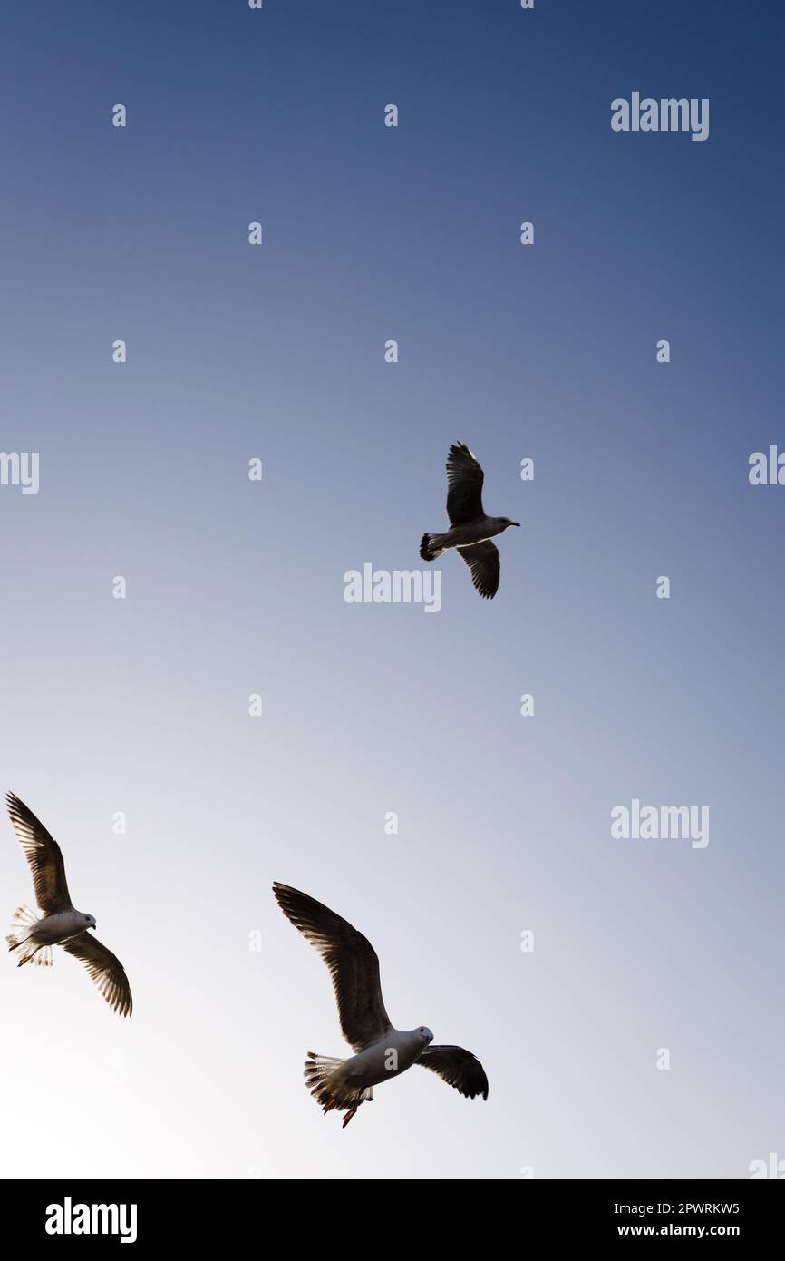 Flying seagulls against the blue sky. Three birds, sunlight, wings ...