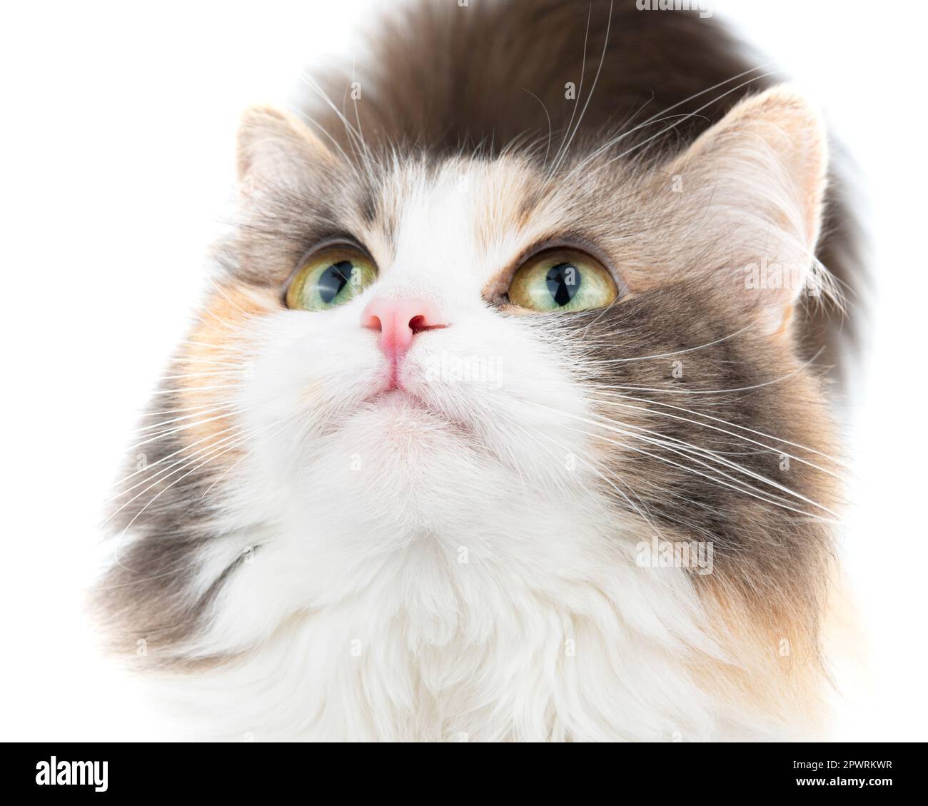 Funny fluffy cat portrait closeup cute photo Stock Photo - Alamy