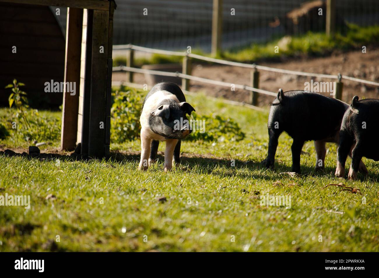 Swine in paddock hi-res stock photography and images - Alamy