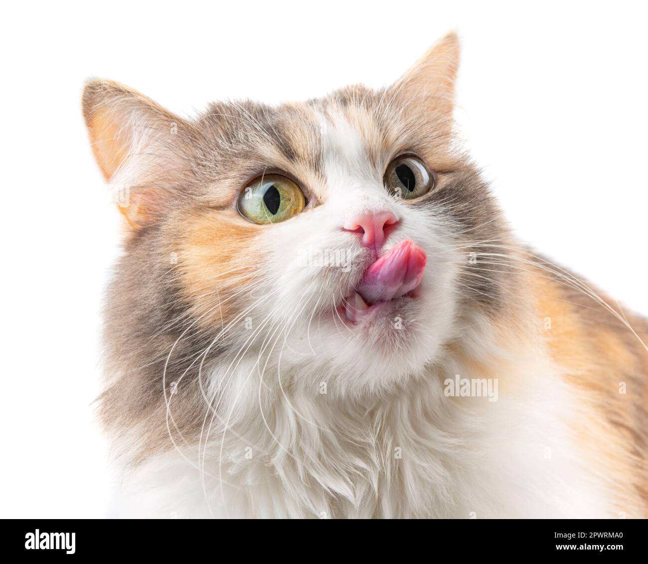 Funny fluffy cat portrait closeup cute photo Stock Photo - Alamy