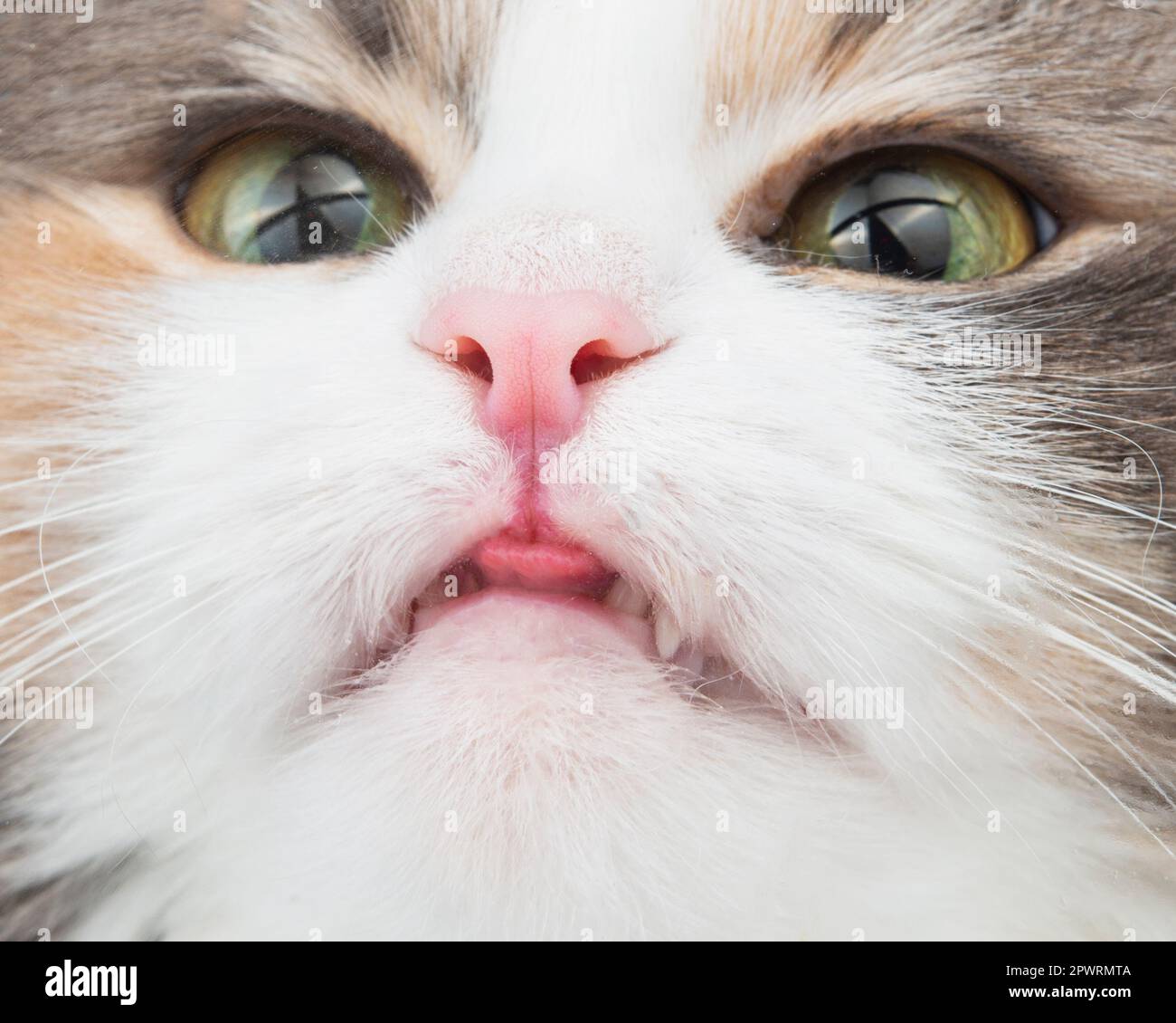 Funny fluffy cat portrait closeup cute photo Stock Photo - Alamy