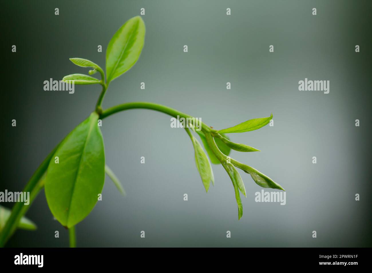 Soft green leaves are out new leaves Stock Photo - Alamy