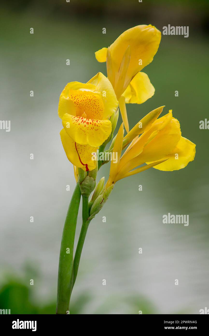 Vibrant yellow canna flower hi-res stock photography and images - Alamy