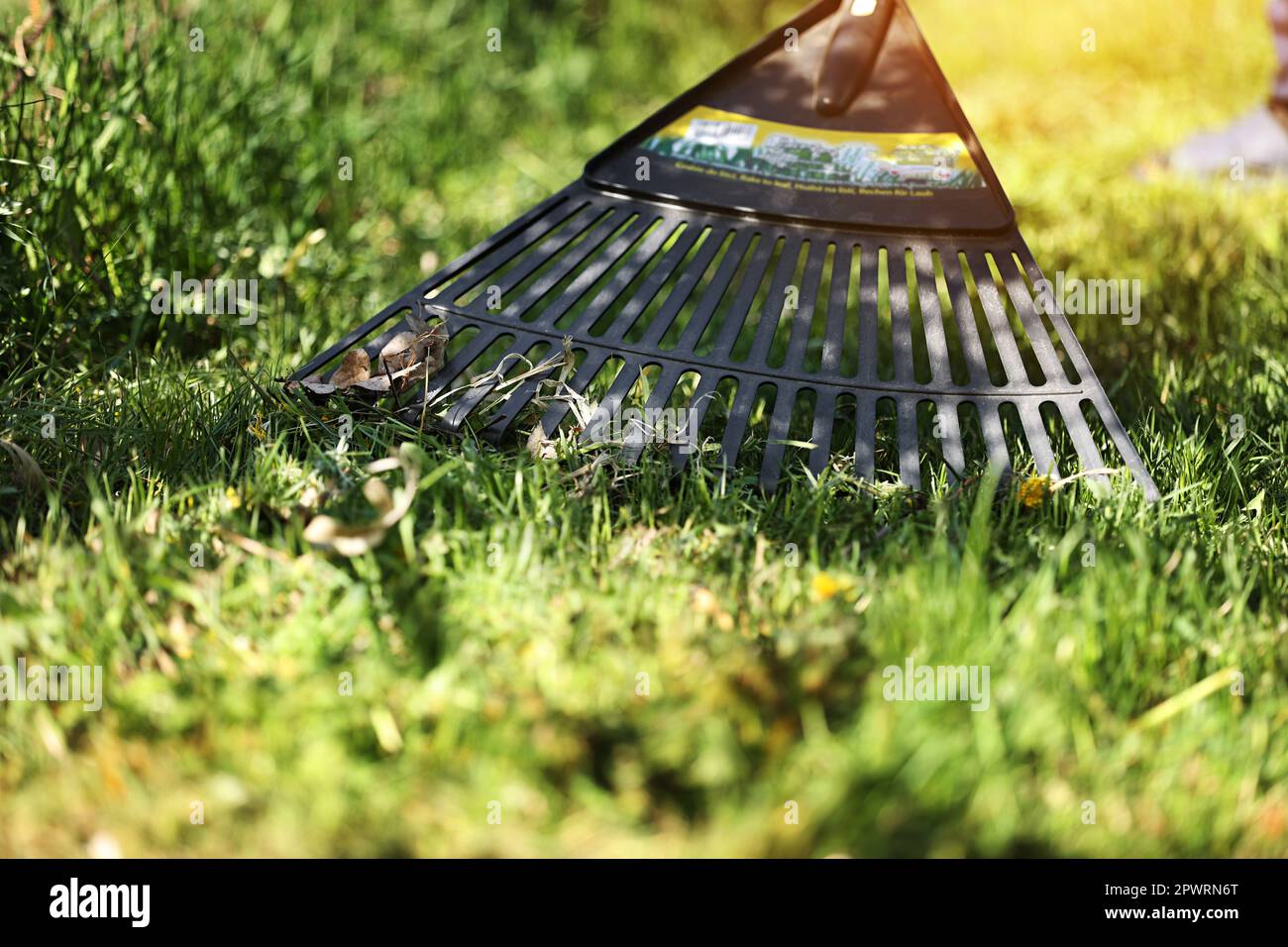 Unrecognised man is raking leaves with a plastic black rake. Cleaning ...