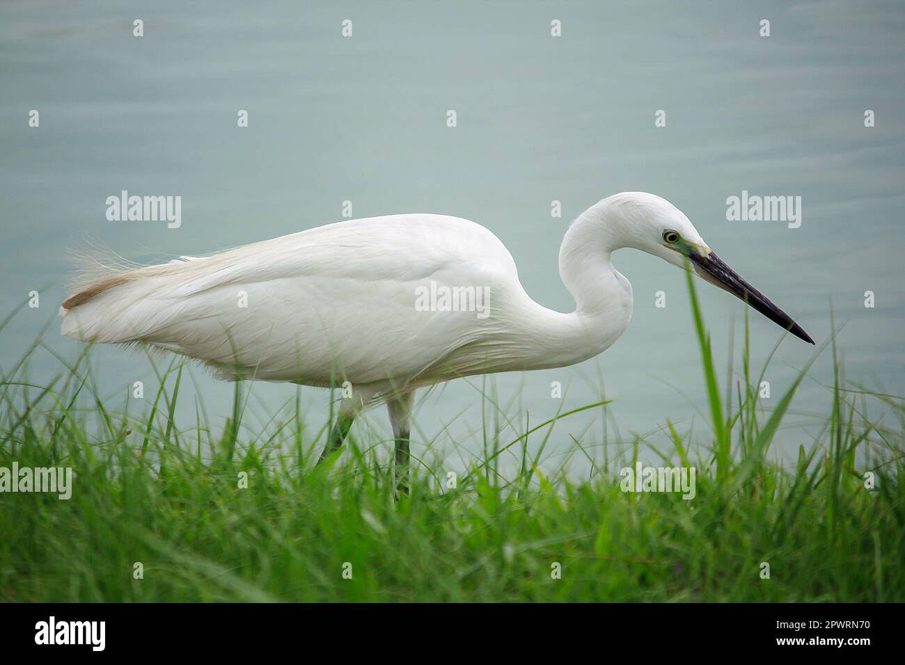 Little egret standing on lake hi-res stock photography and images - Alamy
