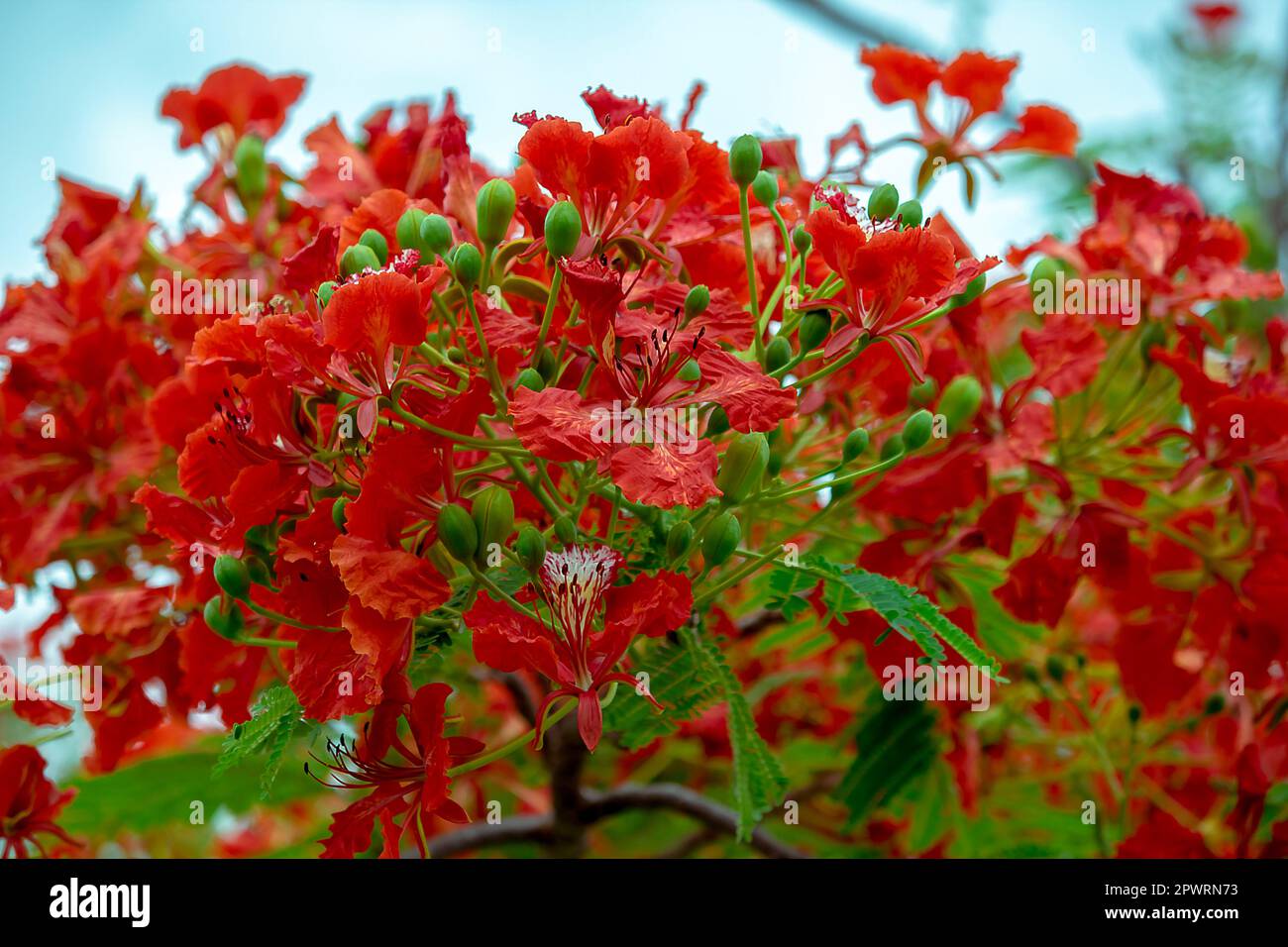 Red flamboyan hi-res stock photography and images - Alamy