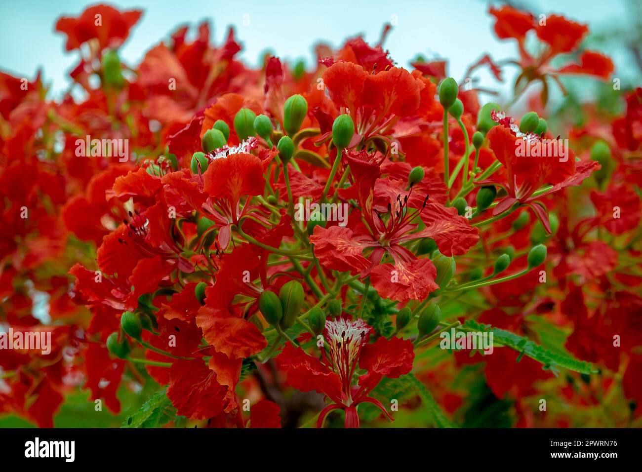 Mauritius flamboyant tree flame tree hi-res stock photography and ...