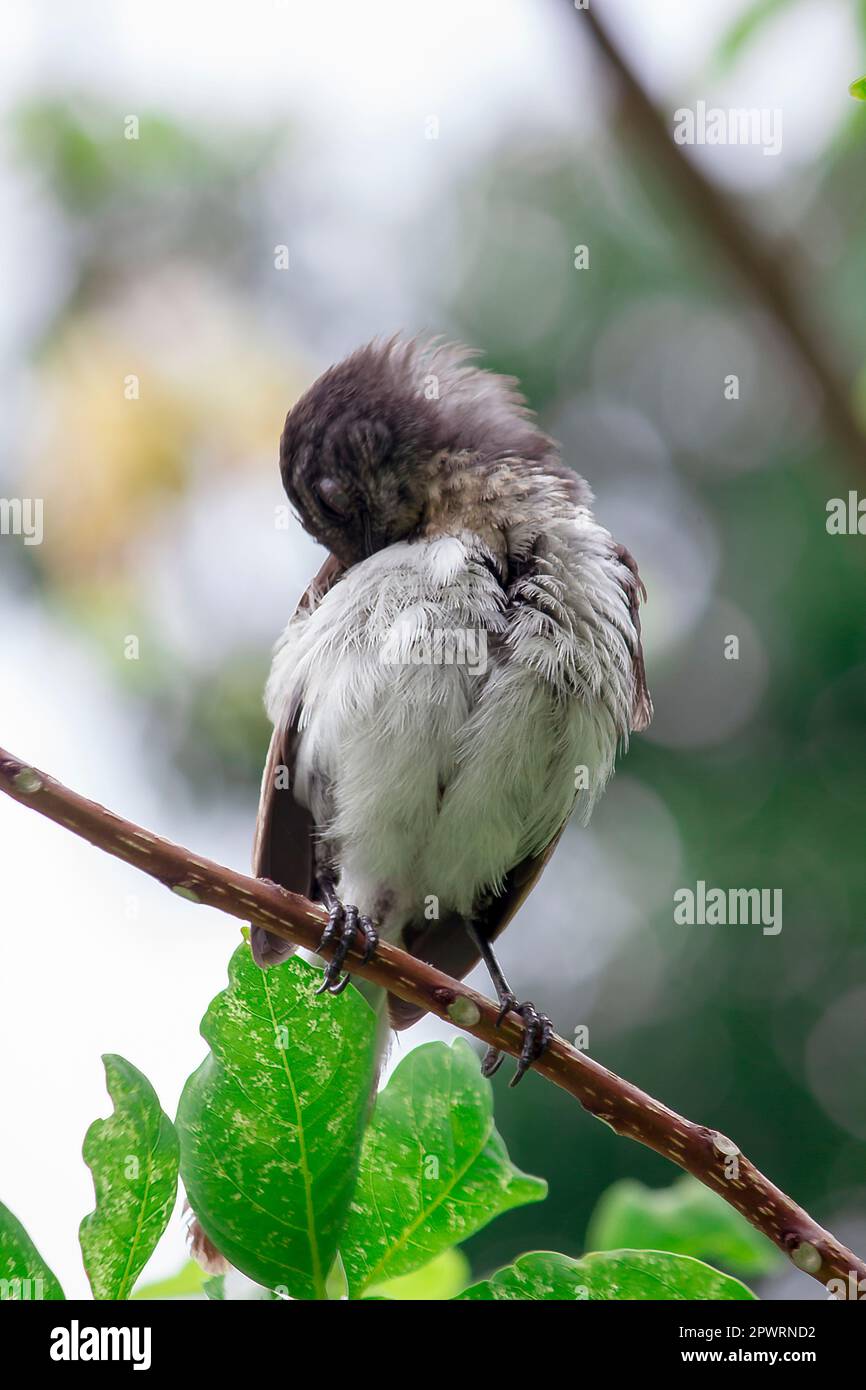 Copsychus saularis on the branch is a bird that eats insects Stock ...