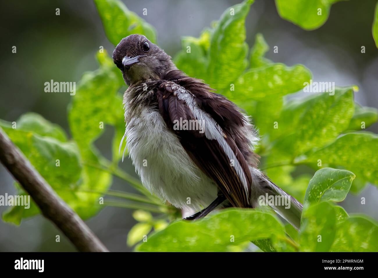 Copsychus saularis on the branch is a bird that eats insects Stock ...