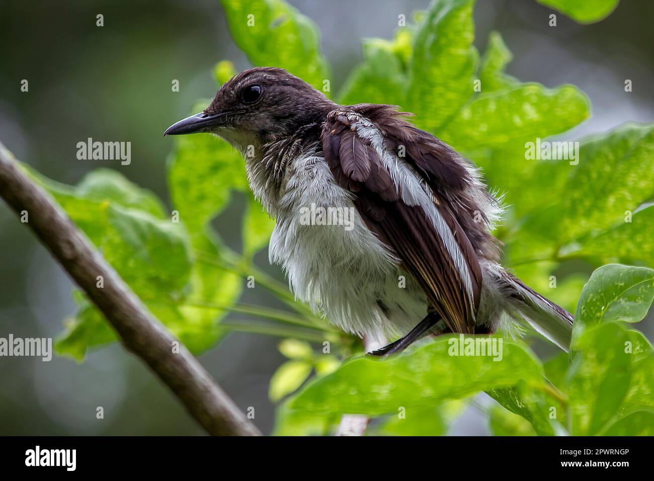 Copsychus saularis on the branch is a bird that eats insects Stock ...