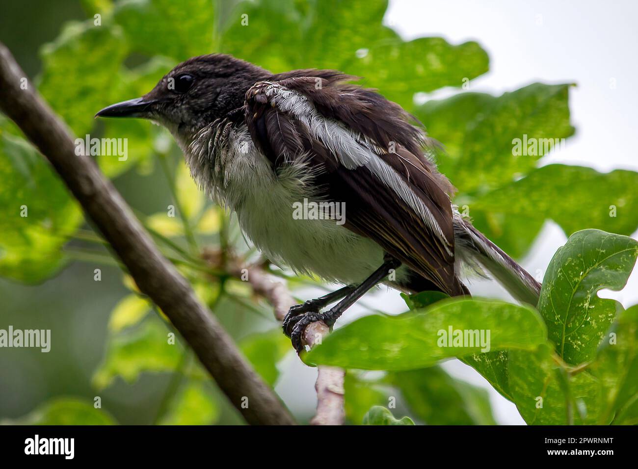 Copsychus saularis on the branch is a bird that eats insects Stock ...