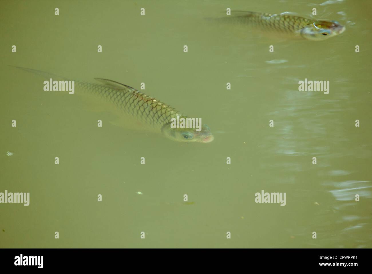 Barbonymus gonionotus in water Stock Photo - Alamy