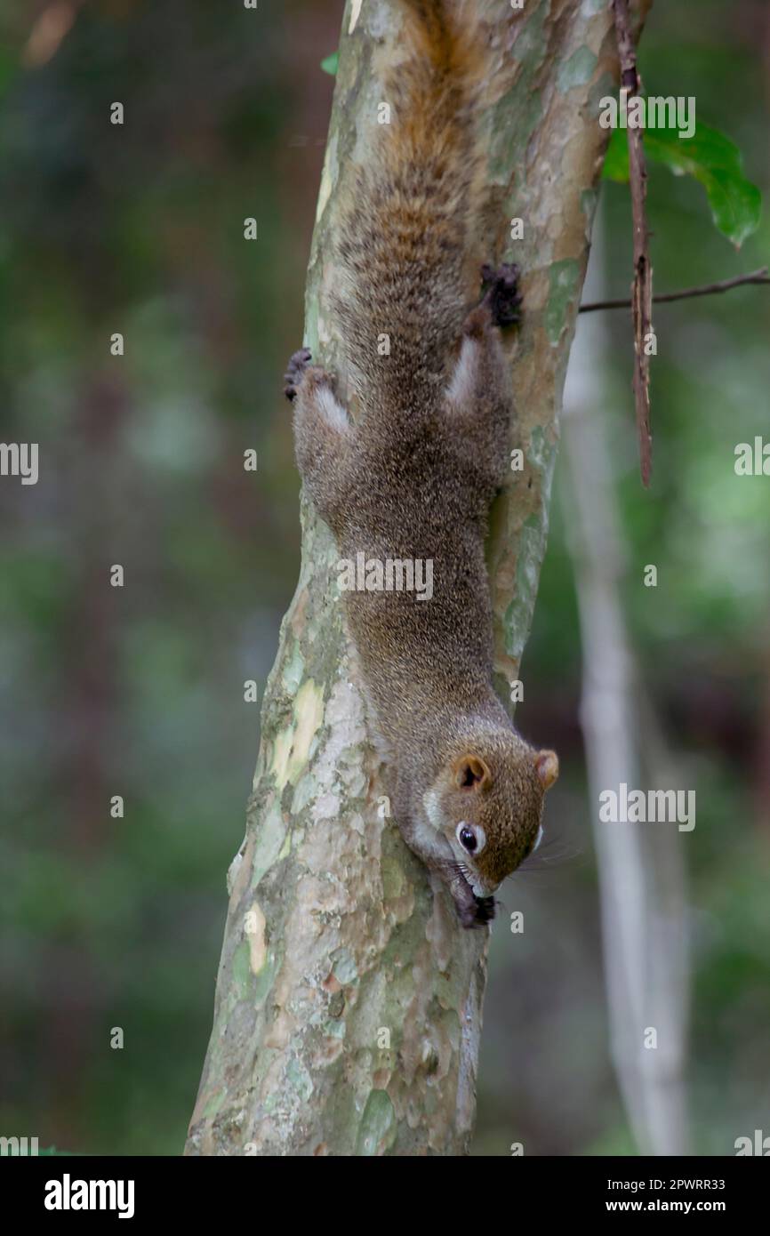 Squirrels are climbing trees Stock Photo - Alamy