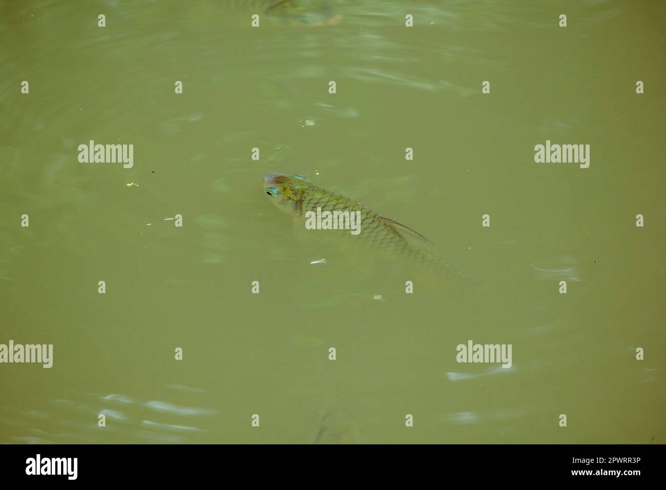 Barbonymus gonionotus in water Stock Photo - Alamy