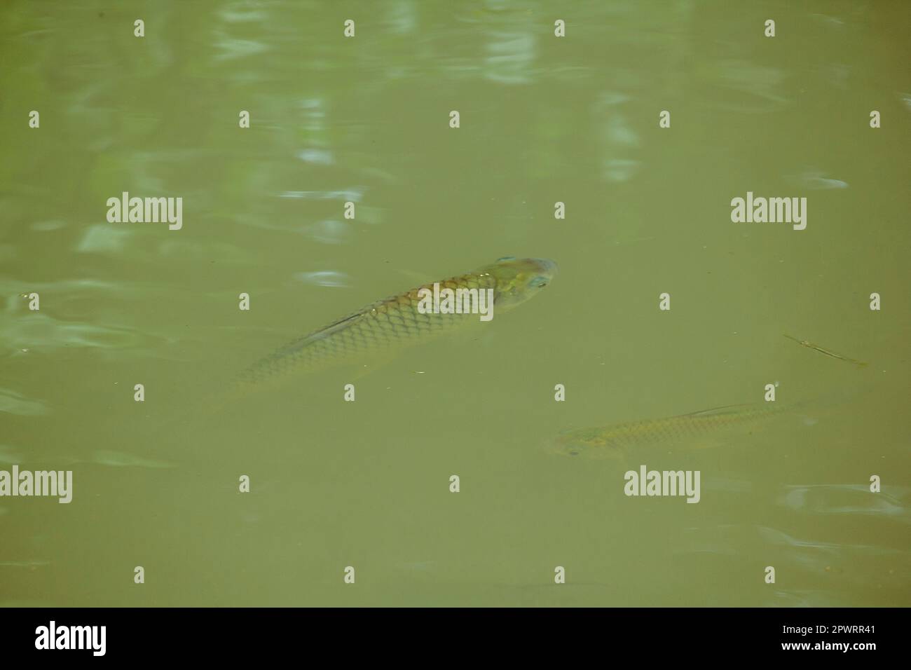 Barbonymus gonionotus hi-res stock photography and images - Alamy