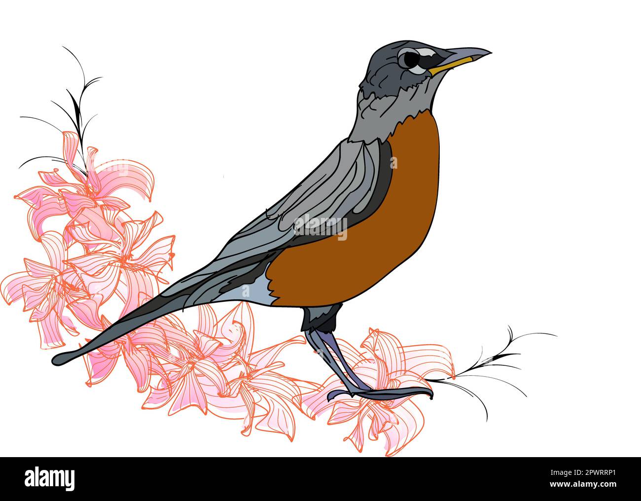 American robin abctract vector illustration Stock Photo - Alamy