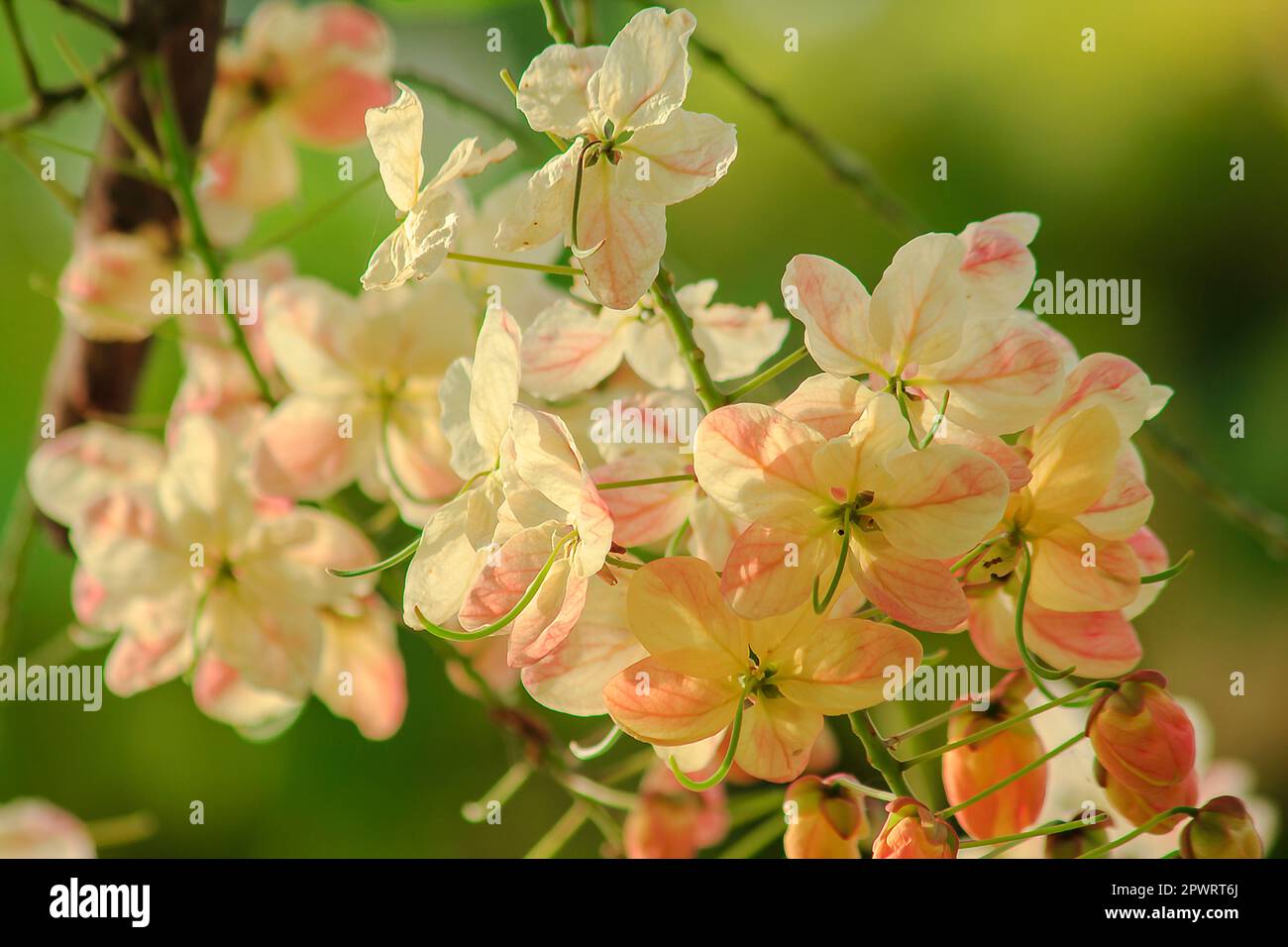 Rainbow shower tree in nature Stock Photo - Alamy