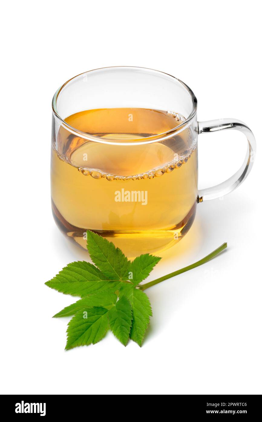Glass with ground elder tea and a fresh green twig of ground elder in ...