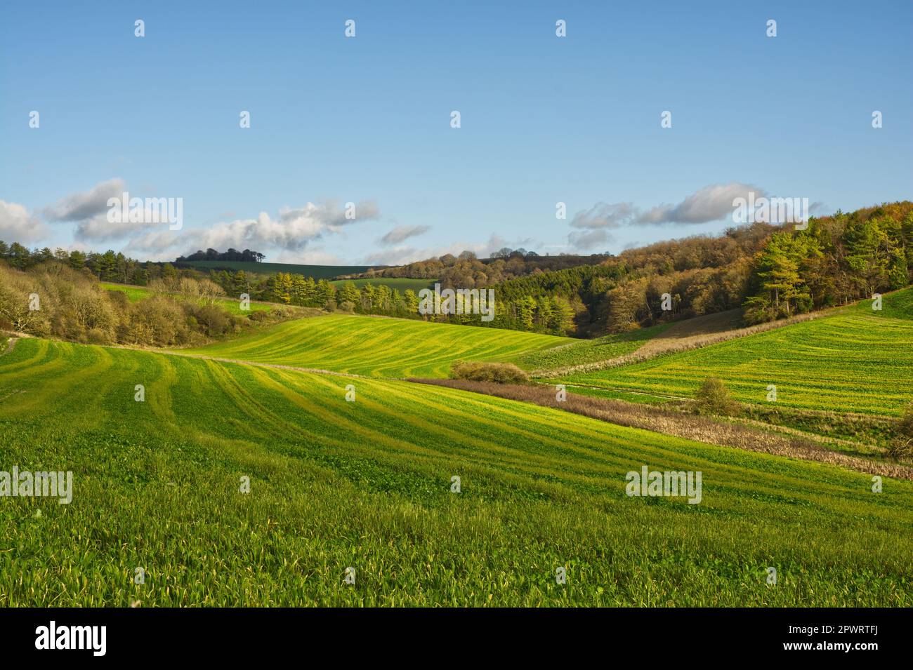 Crops and trees on farmland in the South Downs near to Worthing in West ...