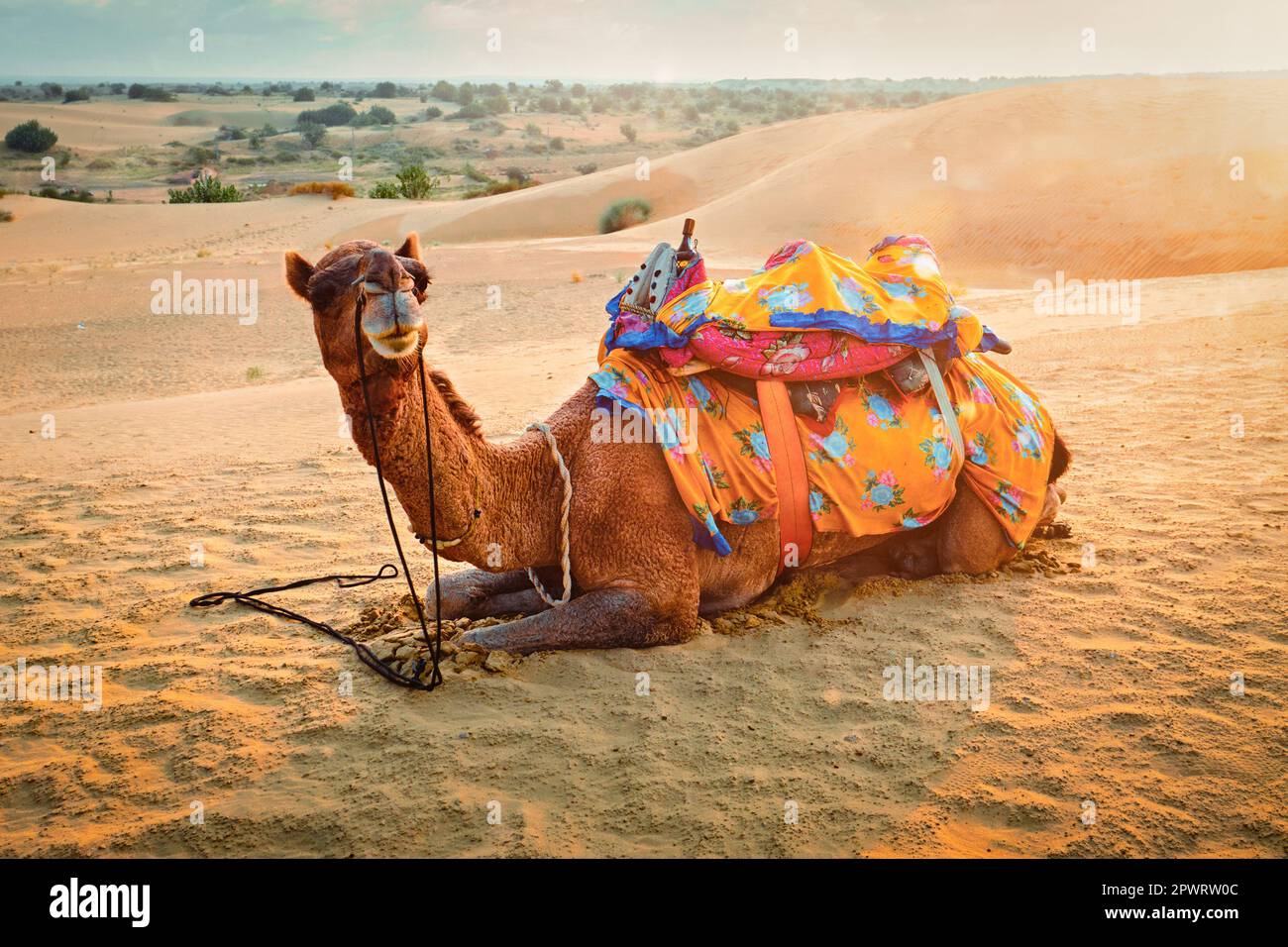 Indian camel in sand dunes of Thar desert on sunset. Caravan in ...