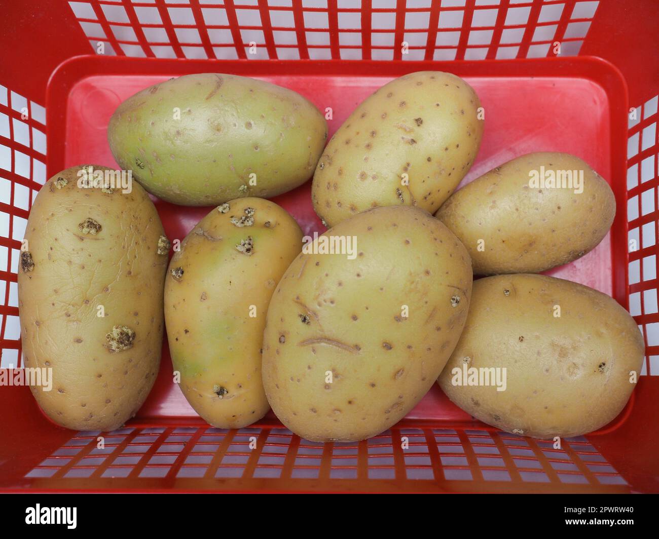 potato scientific name Solanum tuberosum vegetables vegetarian food in ...