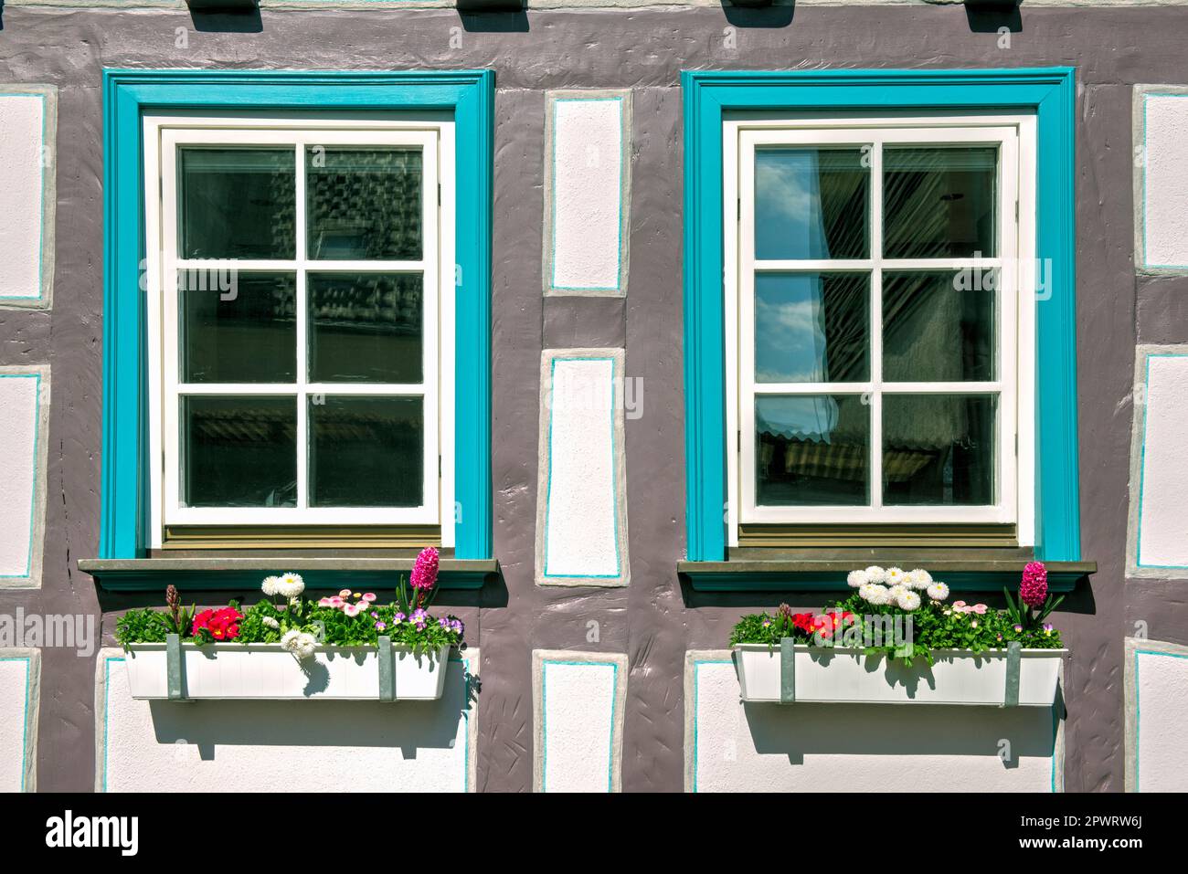 Two windows in renovated half-timbered house with flowers in flower box ...