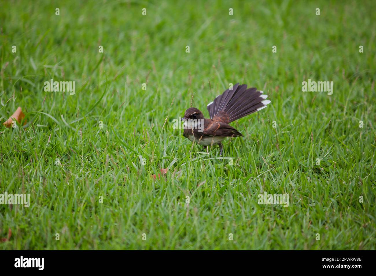 Copsychus saularis male hi-res stock photography and images - Alamy