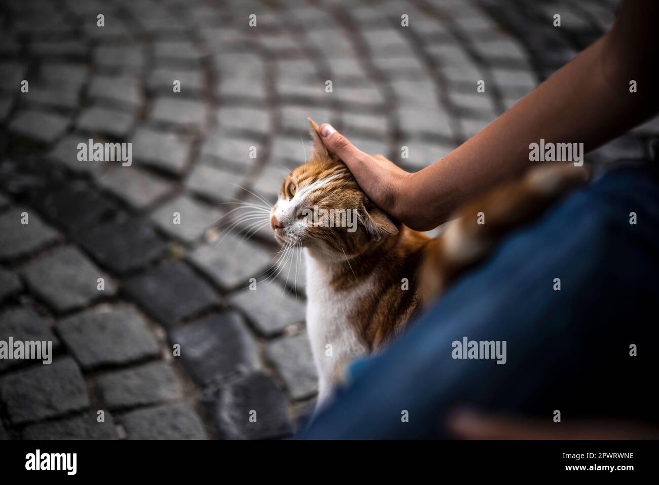 Human feline head hi-res stock photography and images - Alamy