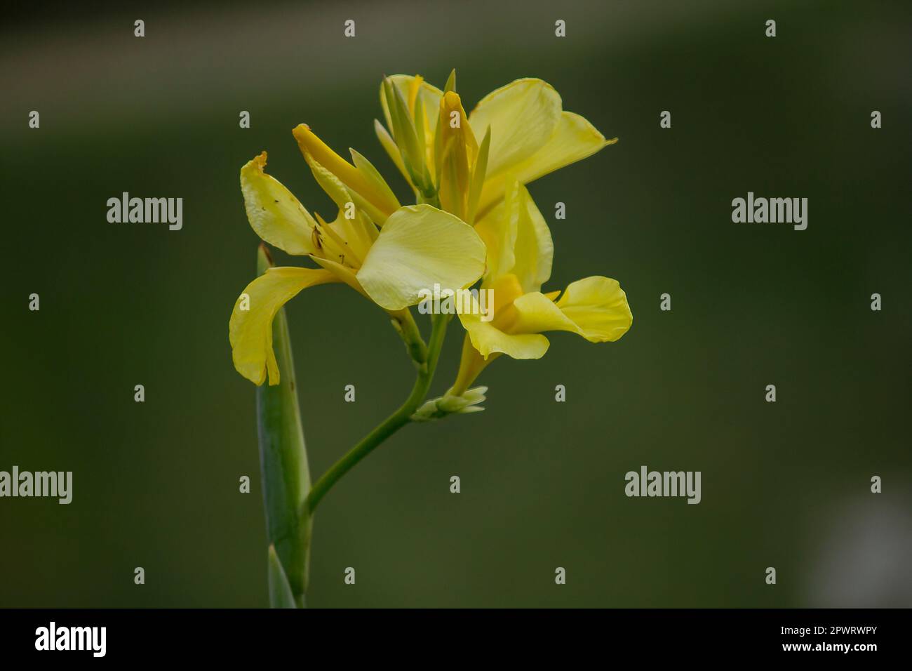 Canna indica bud hi-res stock photography and images - Alamy