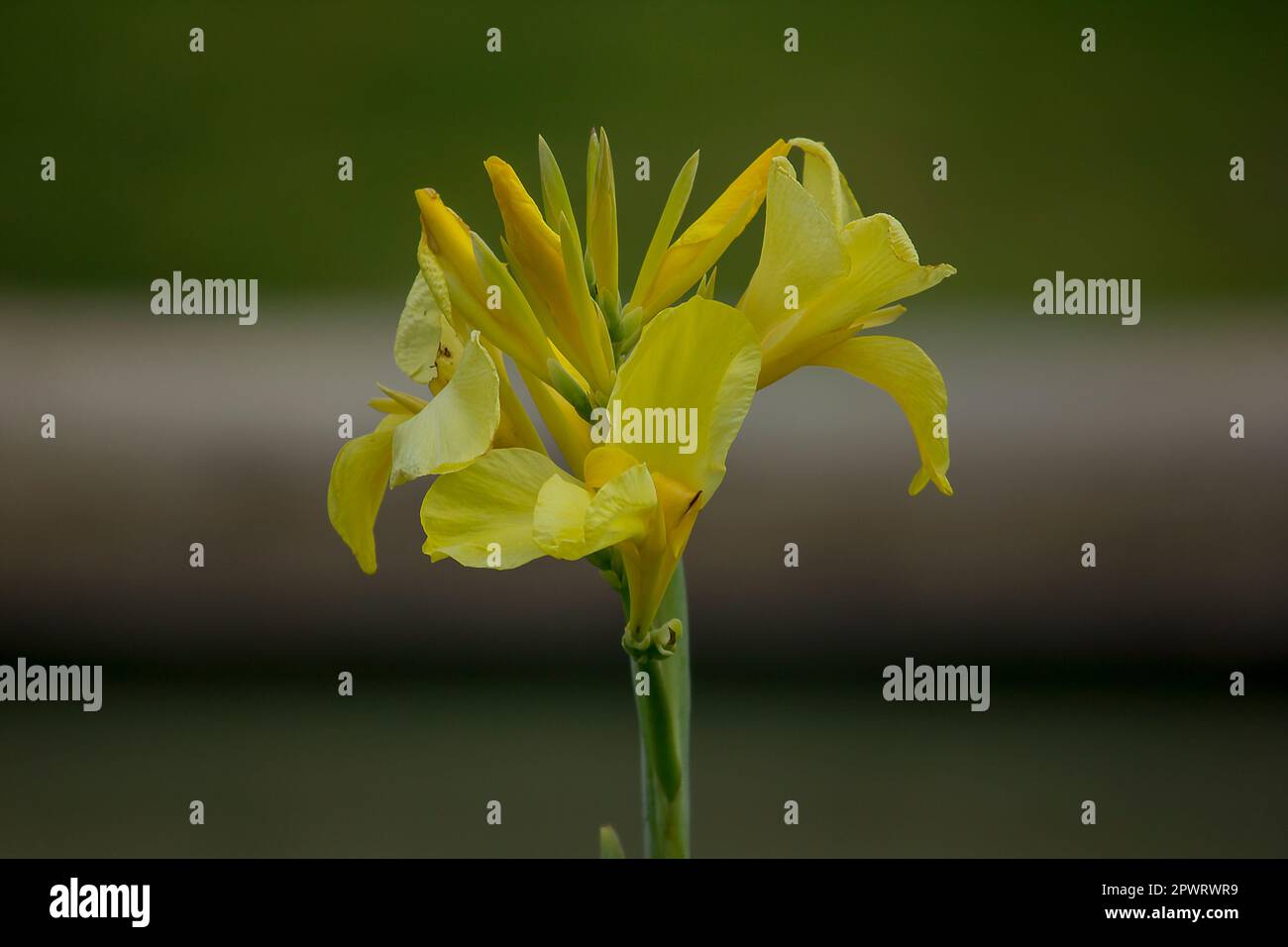 Canna indica bud hi-res stock photography and images - Alamy