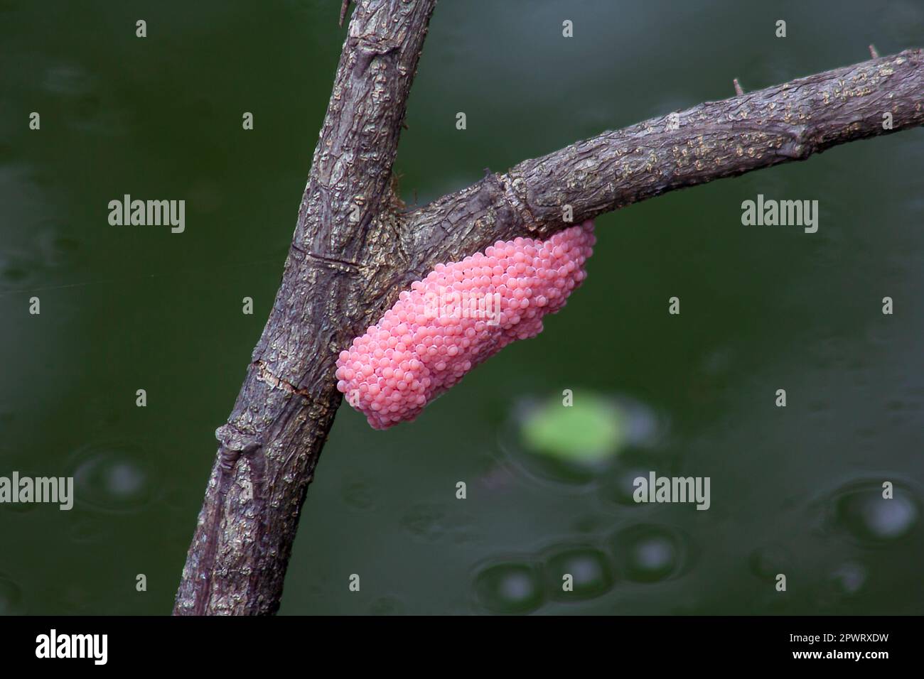 Eggs channeled apple snail hi-res stock photography and images - Alamy