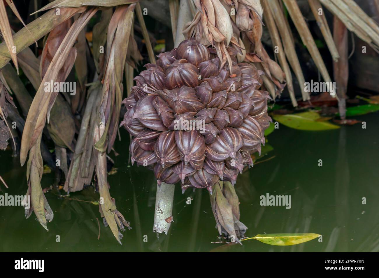 Nypa fruticans in nature Wurmb Stock Photo - Alamy