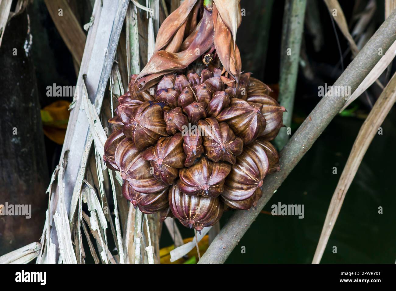 Nypa fruticans in nature Wurmb Stock Photo - Alamy
