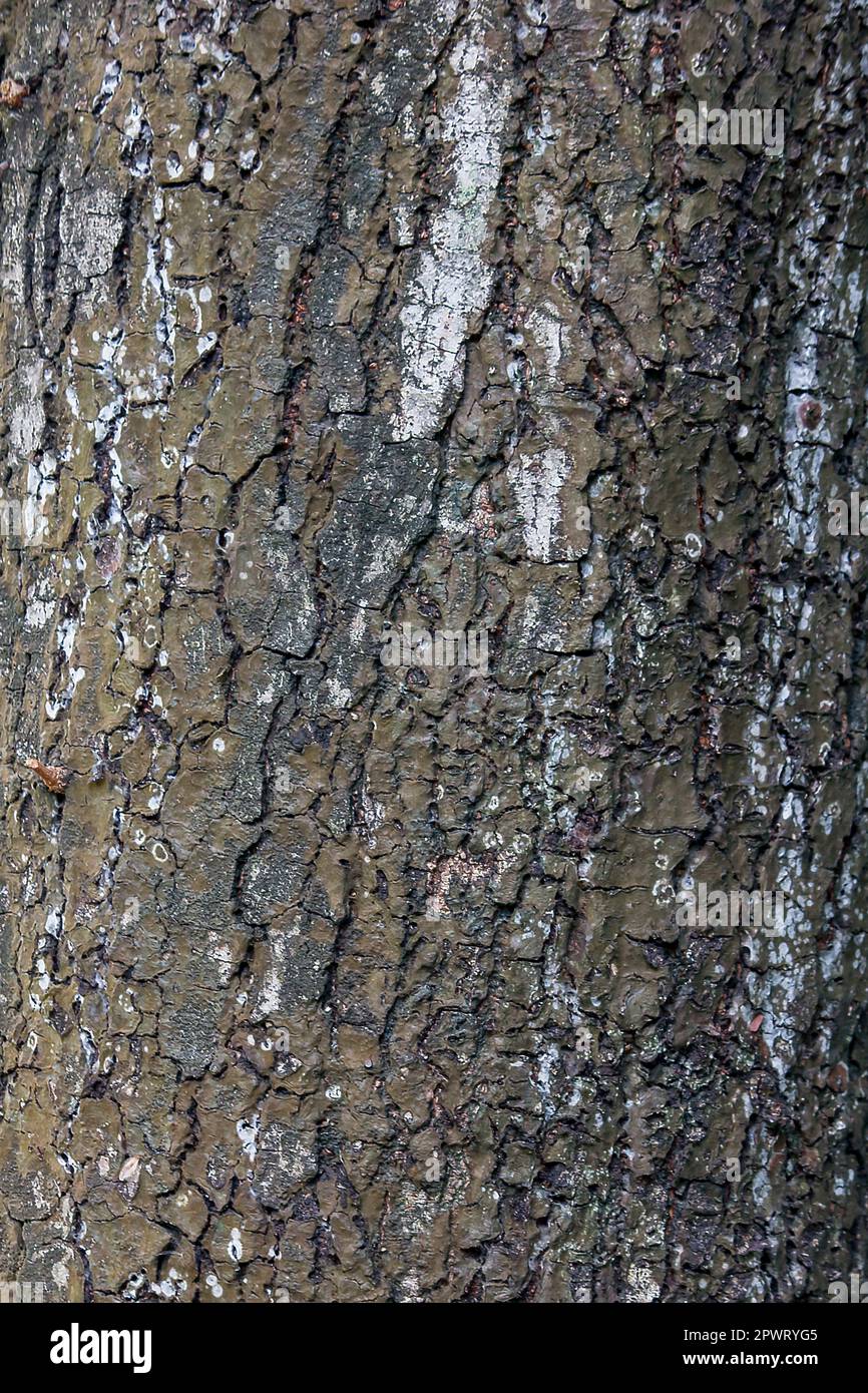 Rough skin hi-res stock photography and images - Alamy